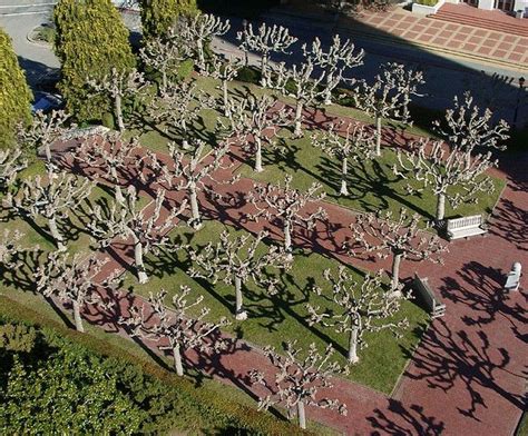 Pollarded Plane Trees Uc Berkeley Tree Plane Tree Berkeley