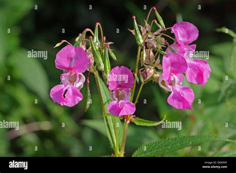 Himalayan Balsam Impatiens Glandulifera Close Up Of Flowers Lea