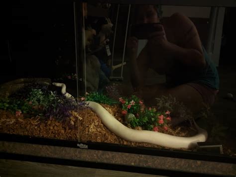 what morphs have the spider gene r ballpython