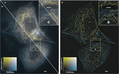 Two Colour Live Cell Imaging With Parallelized Resolft Nanoscopy