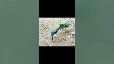 எல்லா பிரச்சனைகளுக்கும் தீர்வு தரும் மயிலிறகின் நன்மைகள் 👈 Youtube