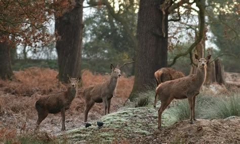 Wildlife The Royal Parks