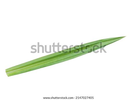 Pandanus Leaf Cut Out Outline Green库存照片2147027405 Shutterstock