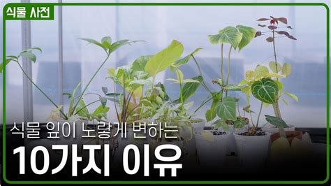 식물병원에 어서오세요 식물 잎 노랗게 변하는 10가지 이유 Youtube
