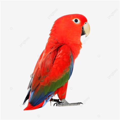 Portrait Red Parrot On White Background Red Parrot Bird Png