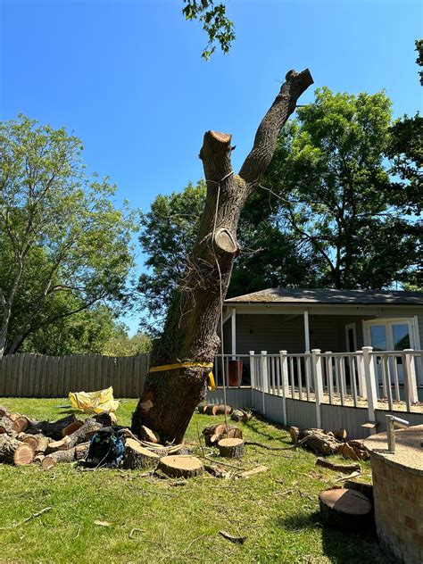 Safe And Efficient Oak Tree Removal Essex Tree Brothers