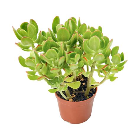 Sedum Dendroideum Tree Stonecrop 4 Inch Thenextgardener Reviews