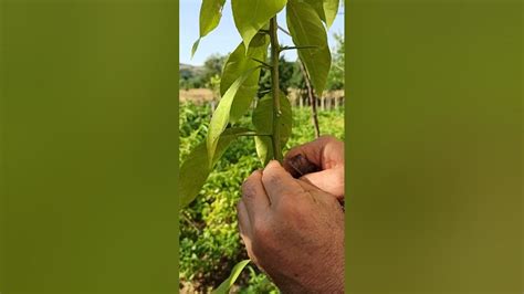 Лимон Присаждане облагородяване на лимон 19 06 2023 г Youtube