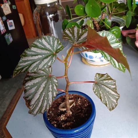 Begonia Identification In The Ask A Question Forum