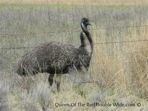 Love YourEmu Queen Of The Red Double Wide