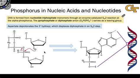 Phosphate Group In Dna