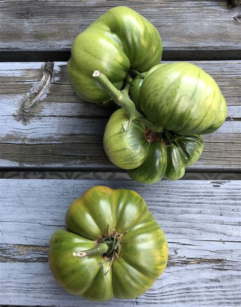 Tomato Aunt Rubys German Green Seeds Heirloom Seeds Canada