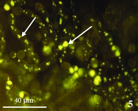 Cyanophycin Fluorescence In A Azollae Inhabiting The Foliar Cavities Download Scientific