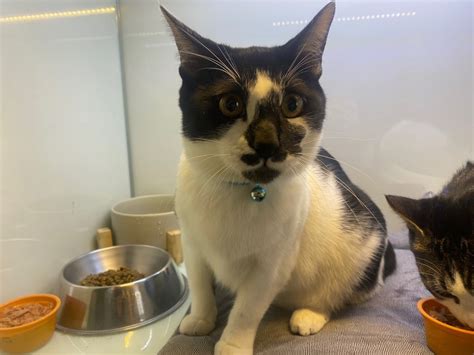 코리안숏헤어 크라토스 말티즈크기 말티푸크기 푸들크기 먼치킨크기 랙돌크기 브리티쉬숏헤어크기 스코티쉬폴드크기 러시안블루크기 강아지크기 고양이크기 유기견임시보호 유기묘임시보호