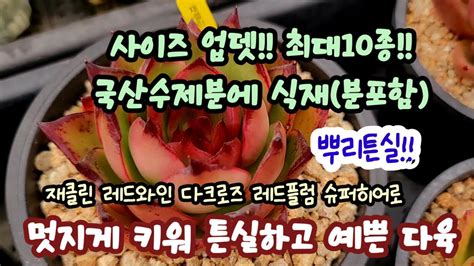 농장흙을 전부 새흙으로 바꾼다육 뿌리 튼실한 다육만 선별 최대10개구성국산수제분에 식재한 다육 분포함 다육도다육쇼핑