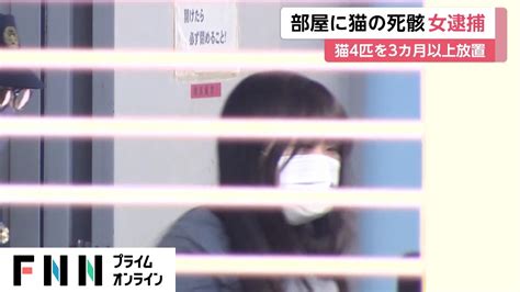 部屋に猫の死骸 女逮捕 猫4匹を3カ月以上放置 News WACOCA JAPAN People Life Style