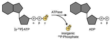 Activity Protein Biochemistry Bio Protocol