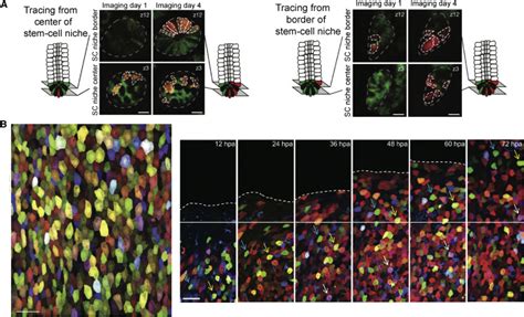 Monitoring Tissue Regeneration At Single Cell Resolution Cell Stem Cell