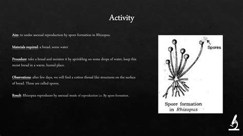Spore Formation In Rhizopus Fungi Pptx