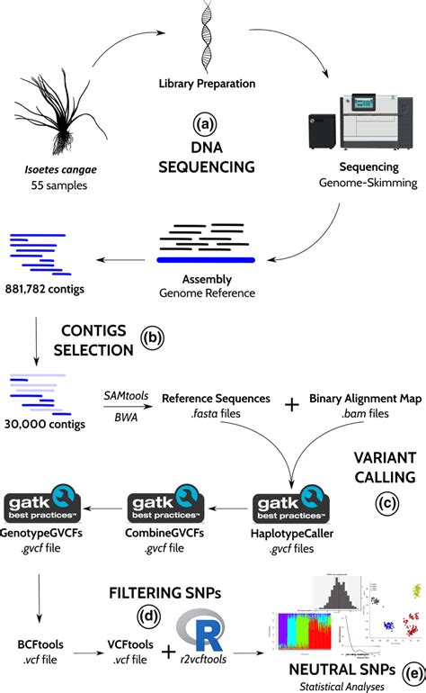 Methodological Approach For Sequencing And Data Analyses A Genomic Download Scientific