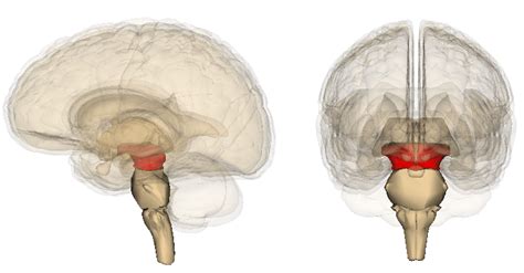 Difference Between Forebrain Midbrain And Hindbrain Compare The Difference Between Similar Terms