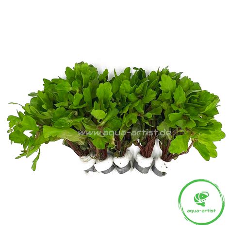 5x Trichocoronis Rivularis Mexikanisches Eichenblatt Im Bund