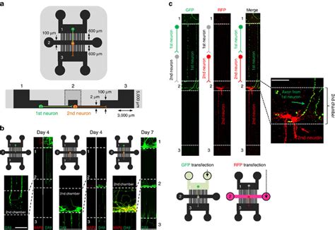 Three Chambered Microfluidic Device For Modelling Dual Layered Neurons