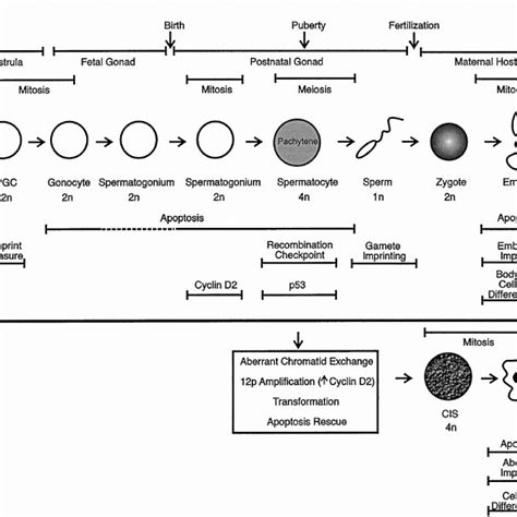 A Diagrammatic Representation Of Male GC Development During A Normal Download Scientific
