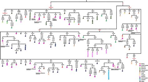 Maximum Parsimony Phylogenetic Trees Of Complete Mtdna Sequences Download Scientific Diagram
