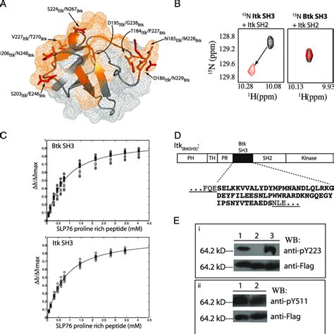 Specific Disruption Of The Intermolecular Sh3 Sh2 Interaction A The Download Scientific