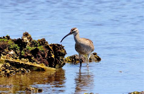チュウシャクシギ 江戸さんの野鳥観察