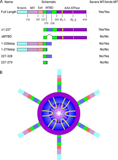 Schematic Depiction Of Domain Architecture Of Spastin And Constructs