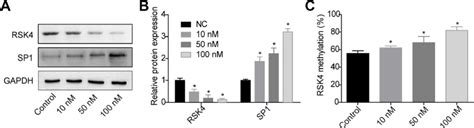 E2 Decreased Rsk4 Expression And Increased Its Methylation After 48 H Download Scientific