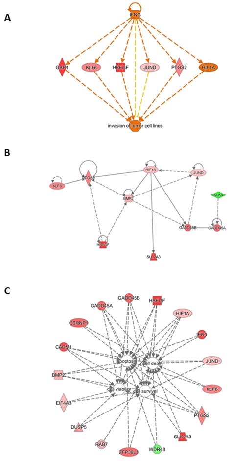 Gene Interaction Network Based On Information From The Ingenuity Download Scientific Diagram