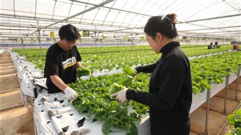 이루린농장 상추하우스 김제시 Youtube