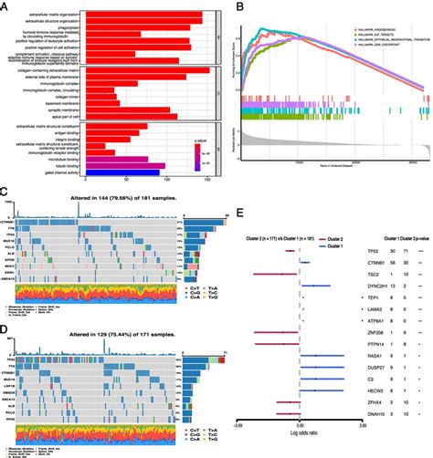 Functional Analysis And Somatic Mutation Characterization Between Two Download Scientific