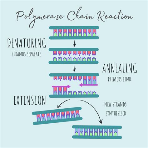Pcr Steps Diagram Denaturation Annealing Extension