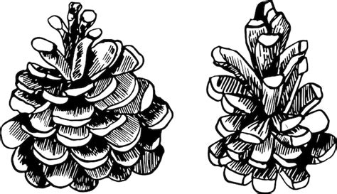 Premium Vector Pine Cone And Branch Of Fir Tree Vector A Winter Bump Handdrawn In Ink
