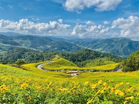 บานแล้วจ้า ดอกบัวตอง เริ่มเทศกาลดอกบัวตองบาน ดอยแม่อูคอ