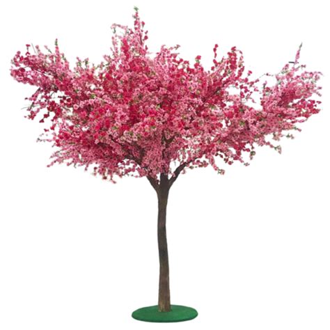 Sakura Tree Sakura In High Park Cherry Blossom Sakura Watch