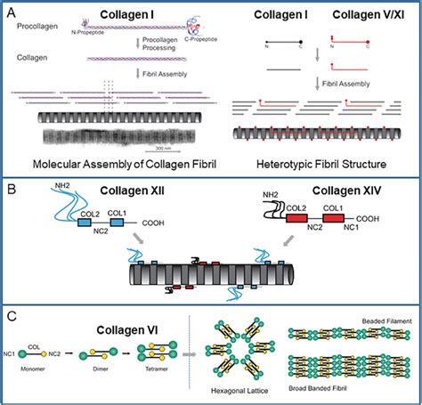 Schematic Of The Collagen Structure A The Homotypic And Heterotypic Download Scientific