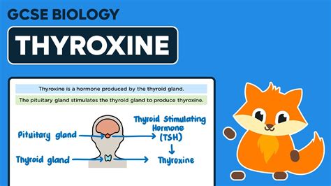 Thyroxine Gcse Biology Youtube