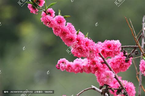 照手姬桃花 花卉 植物花草 摄影素材 汇图网www huitu