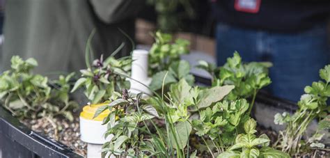 Build An Iot Aquaponics System The Temboo Blog