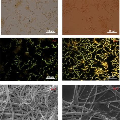 Comparison The Antioxidant Activity Of Ligand Hl Cadmium Ii Download Scientific Diagram