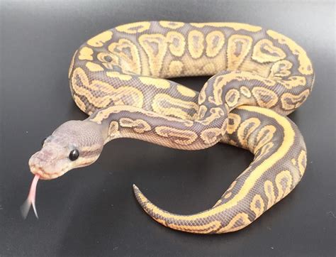 Axanthic Killer Clown Ball Python