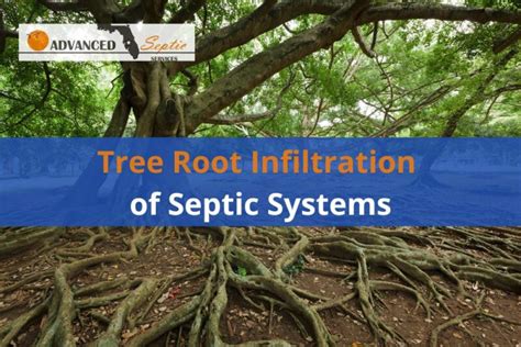 Tree Root Infiltration Of Septic Systems Advanced Septic Services