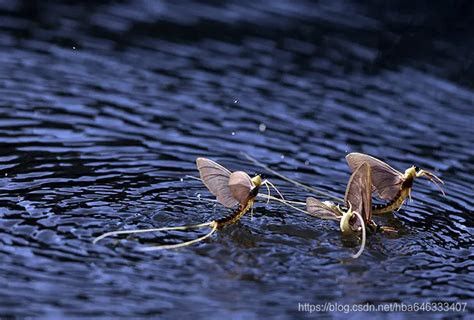 智能优化算法（源码） 蜉蝣算法（mayfly Algorithm，ma蜉蝣算法（mayfly Algorithmma 掘金