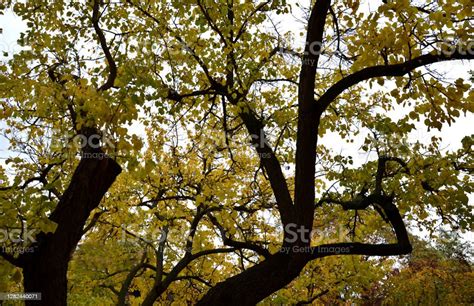 살구 열매는 오렌지 과일을 곁들인 돌 과일입니다 작년 촬영에서 꽃이 피고 있습니다 그들은 주로 여름 한여름에 익고 가을에는 벽돌 길의 잔디밭에 많은 잎을 떨어 뜨립니다 0