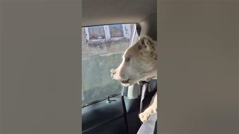 ყაზბეგური ნაგაზი ლომა Youtube